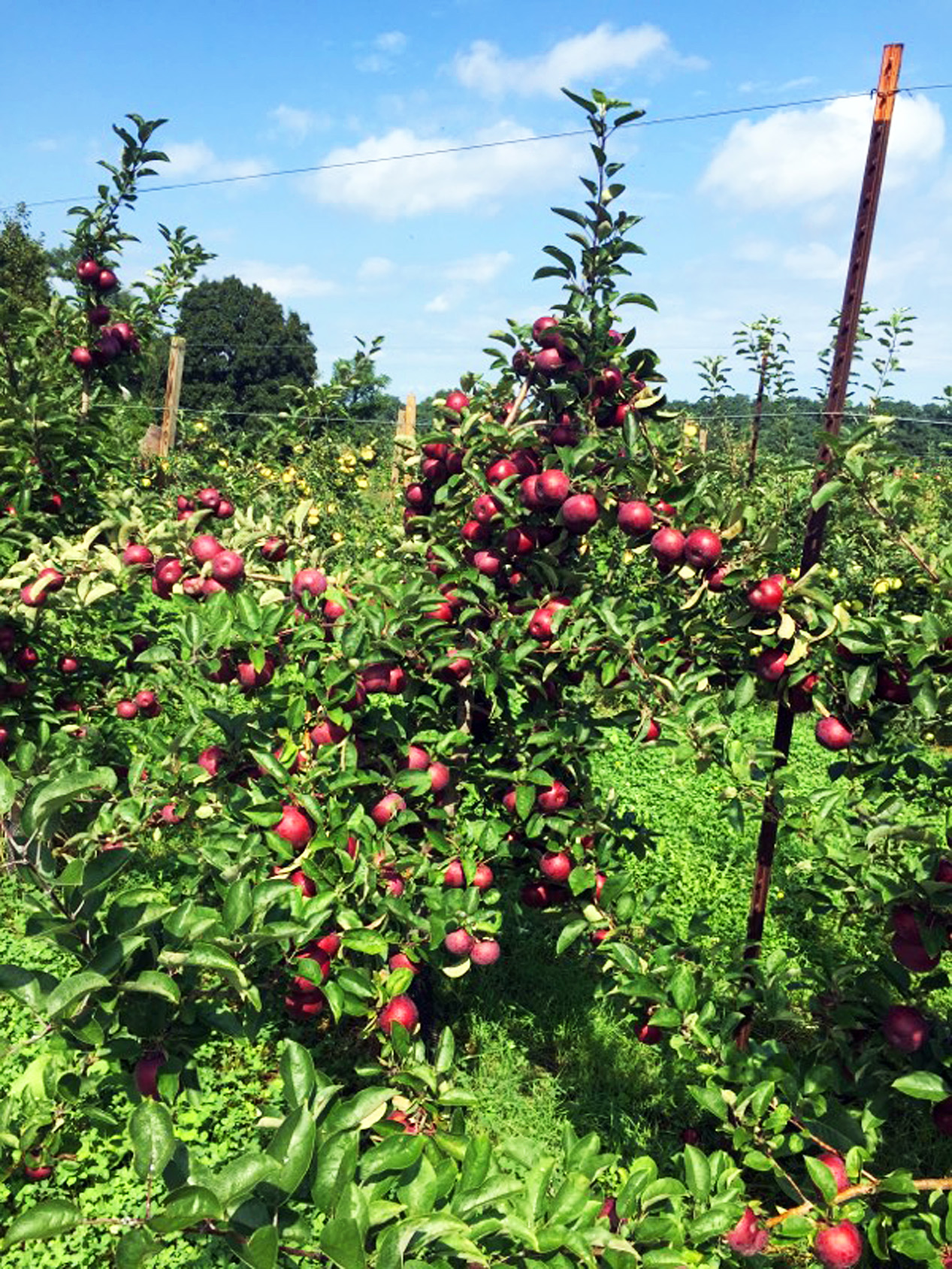 Local farms Offer Fall Family Activities - OnCape Magazine