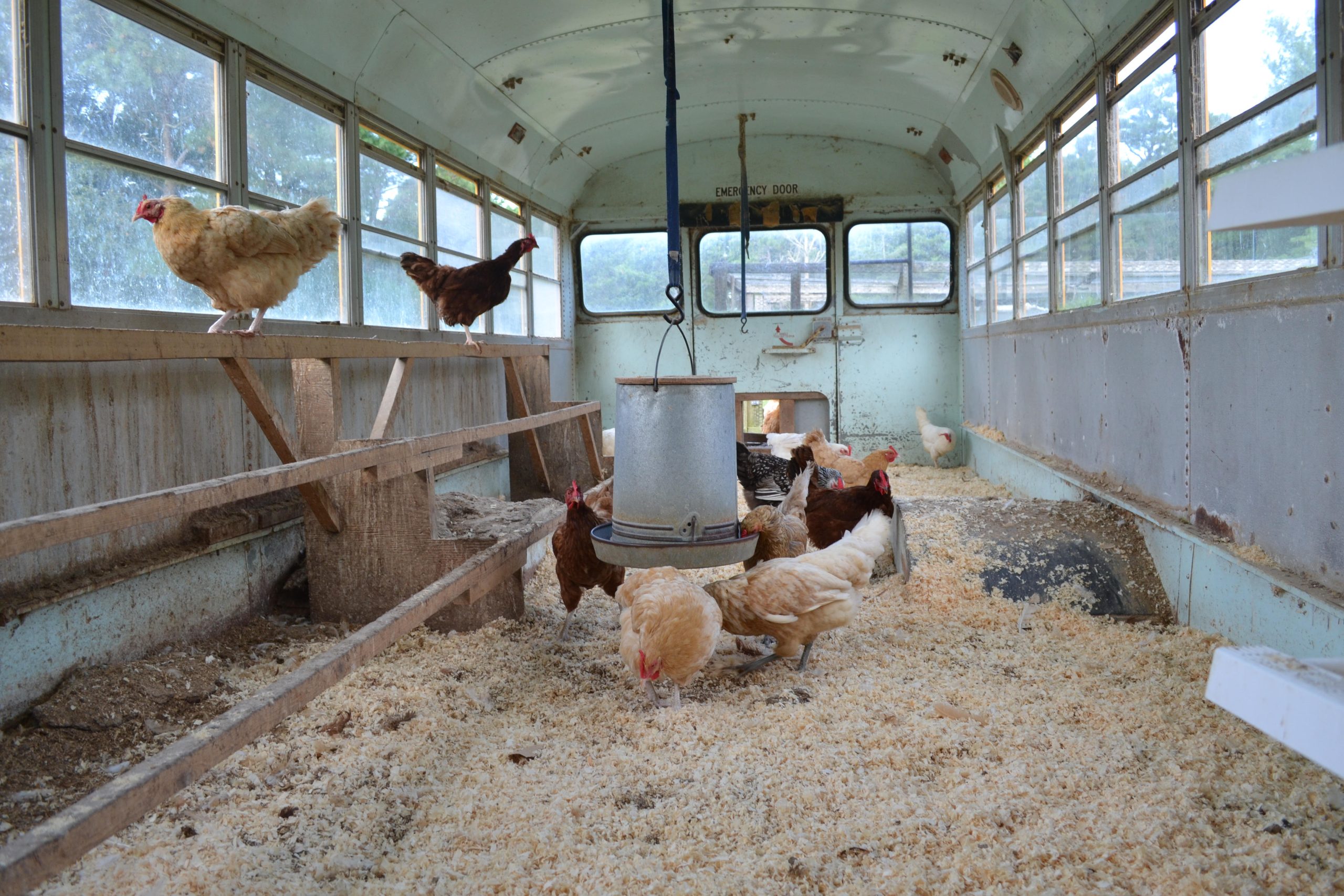 Cooped Up - Tips For Foul-Weather Fowl - OnCape Magazine
