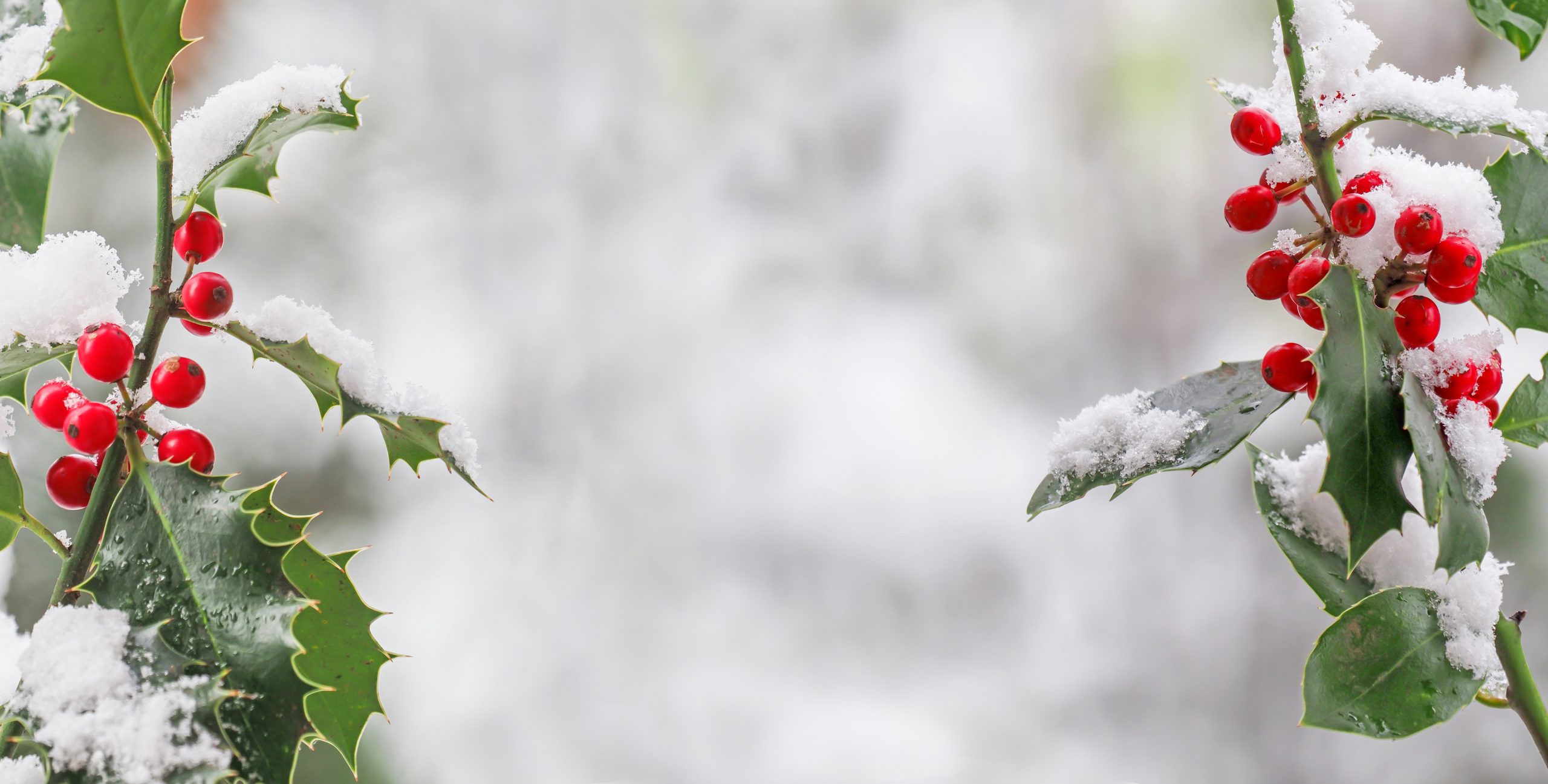 Happy Holidays - Holly Days - OnCape Magazine